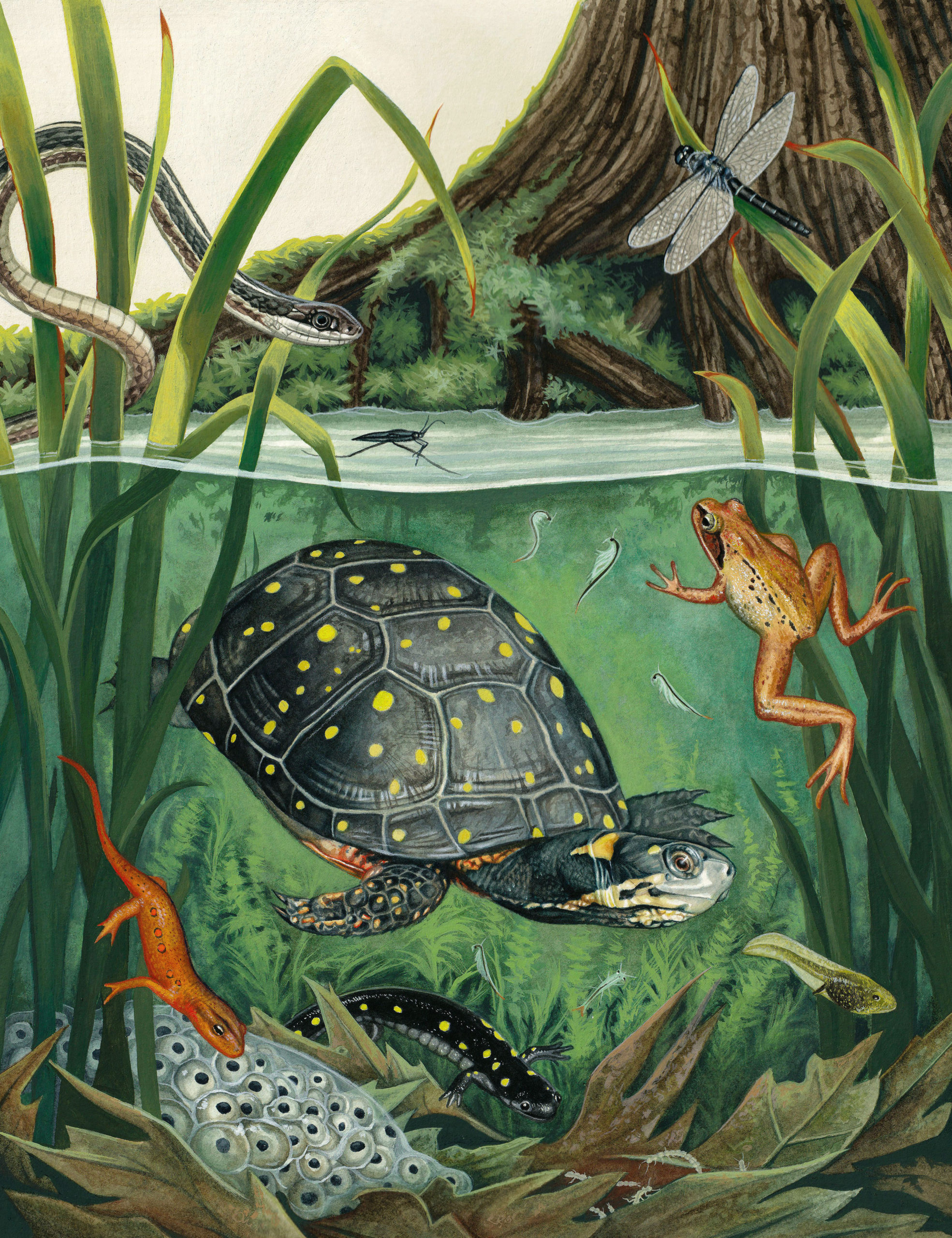 What’s New This Year – Baxter State Park